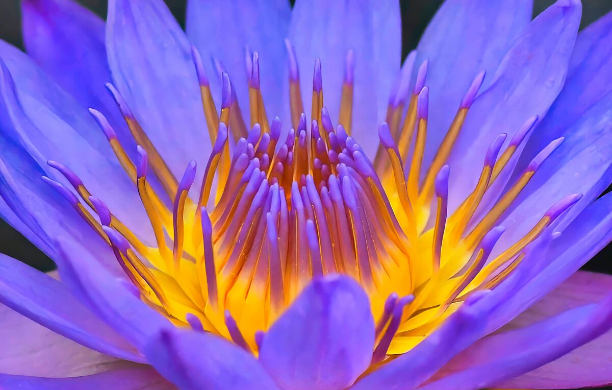 Fire Lilly: The flames within the flower appear to be like whispers of ...
