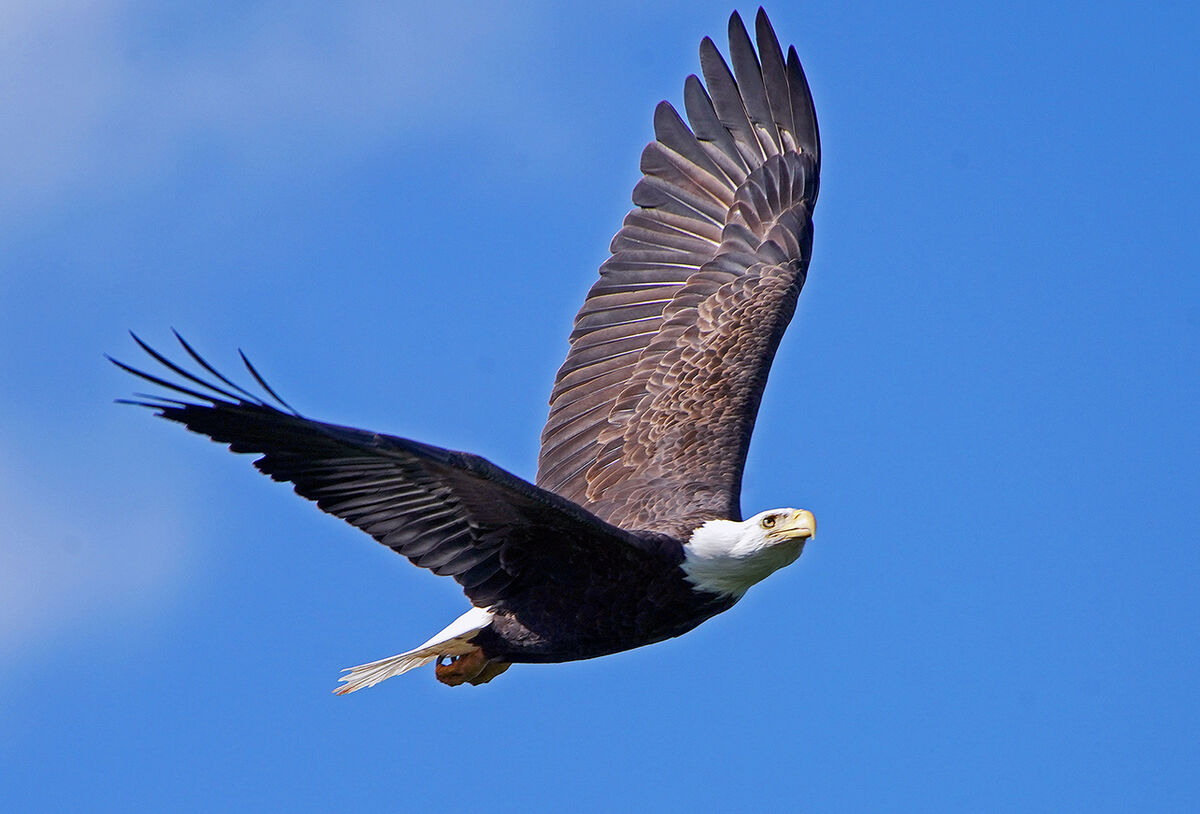 Today's Eagle in Florida: I went by the Eagles today after work and ...
