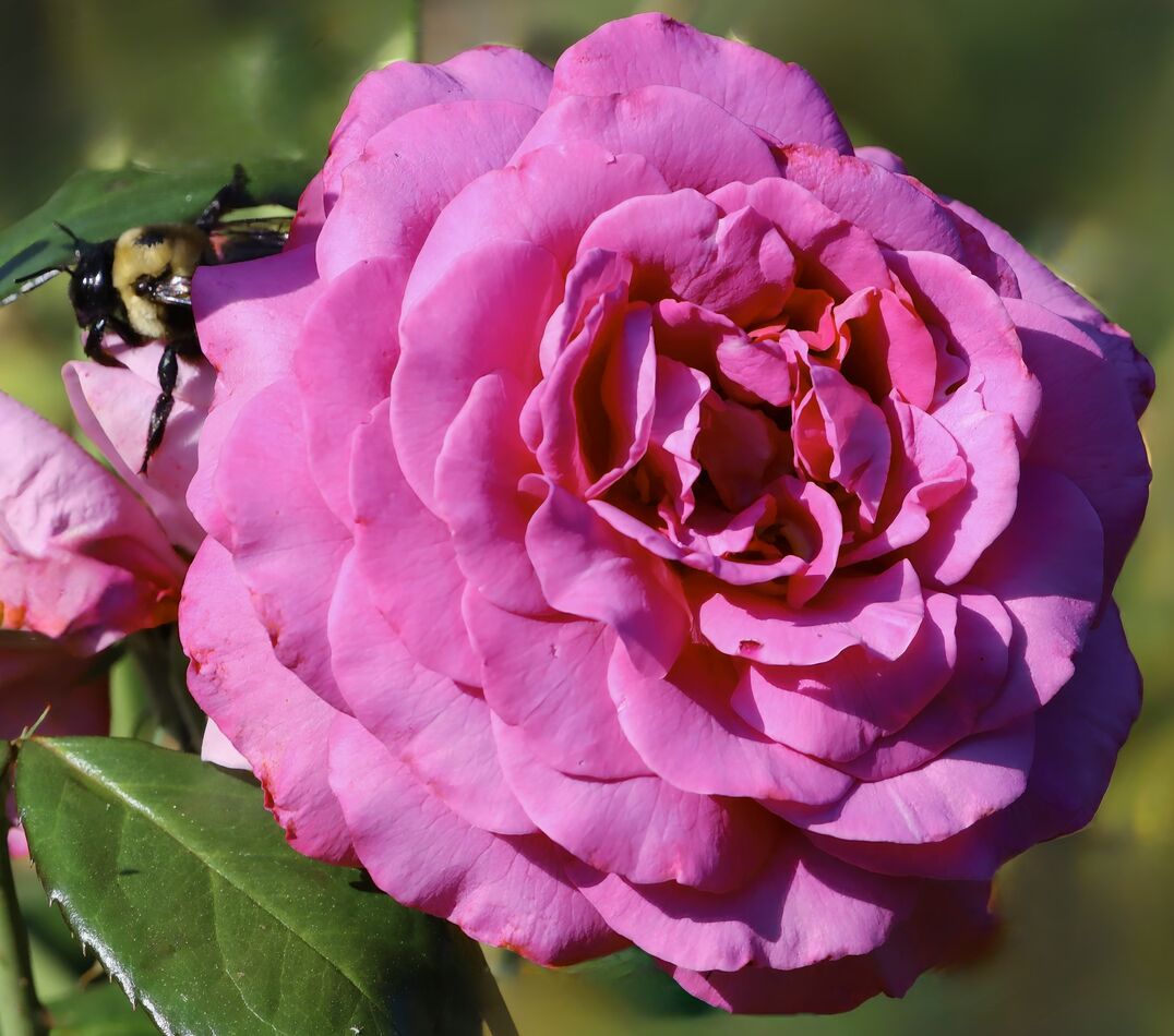Just a pretty rose and a bee: This bumble bee was giving this flower ...