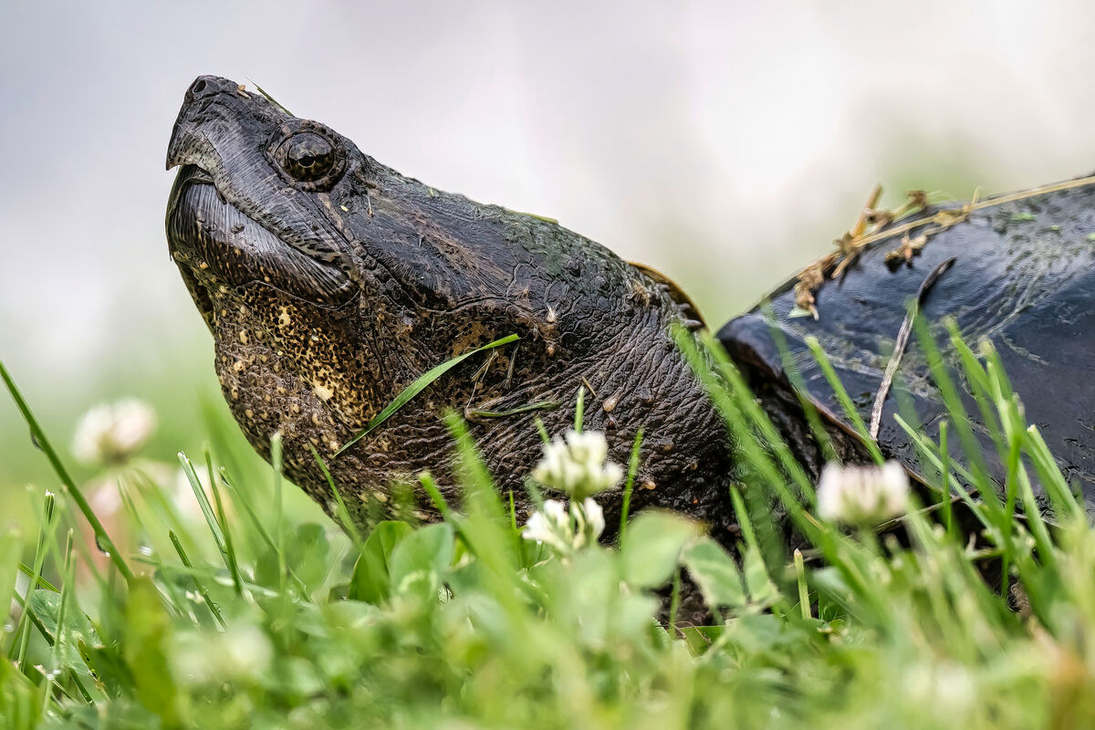 Snapping turtle portrait: When I go to the local conservation area I ...