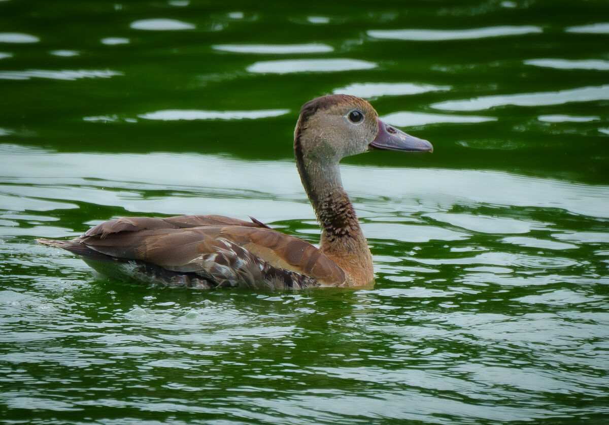 Hilton Head Island birds - V: One of the whistling ducks went in the ...
