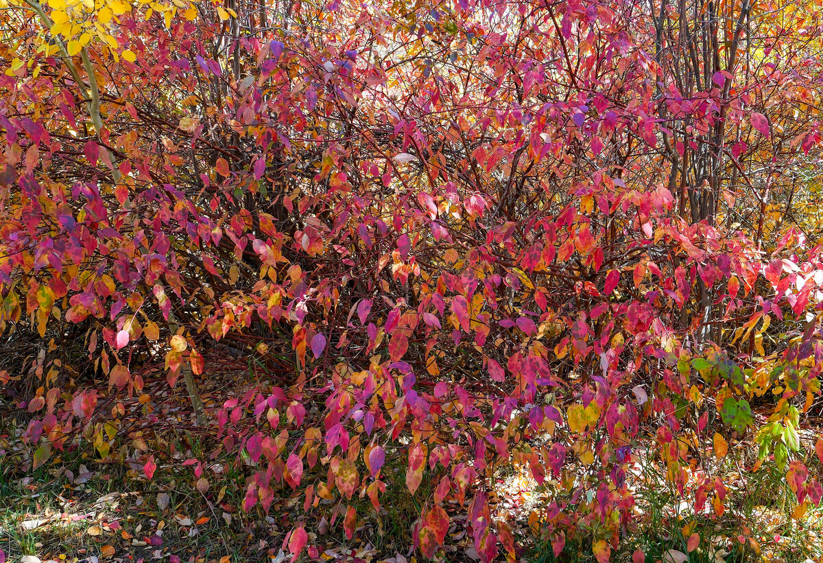 Gunnison, Colorado Fall Colors And Scenic Views: Just some ...