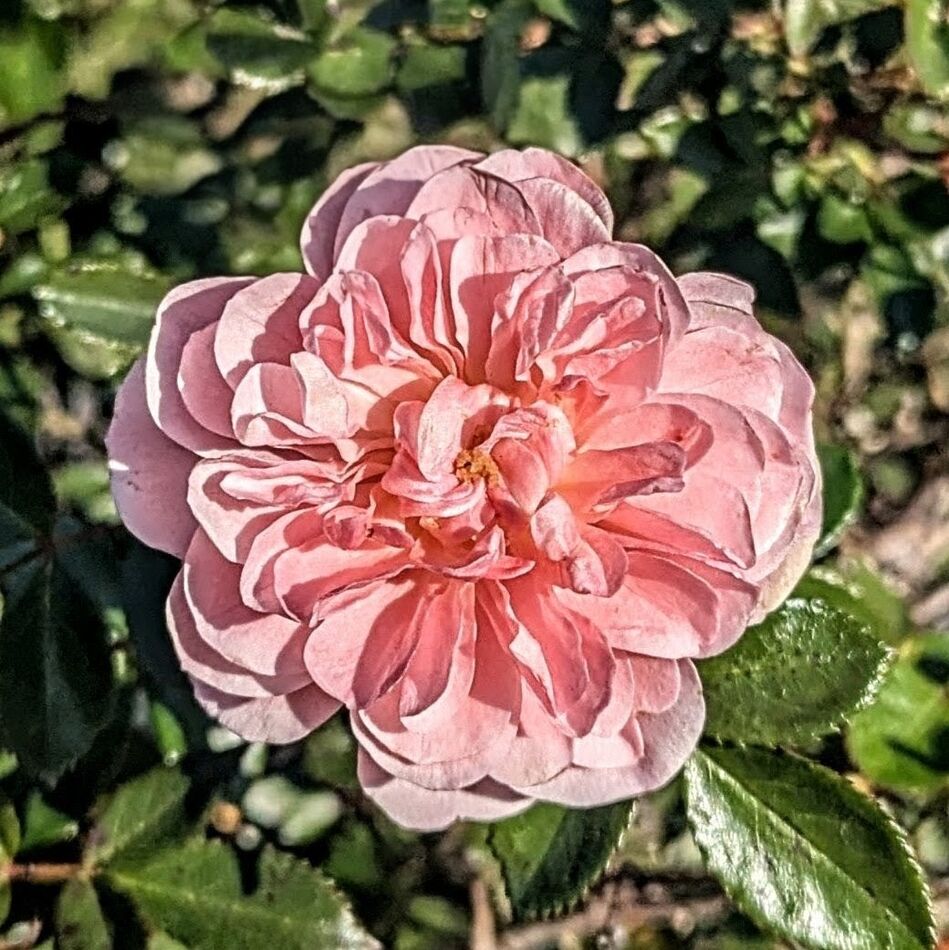 Getting My Steps in This Morning: I felt so good, I didn't want to stop ...