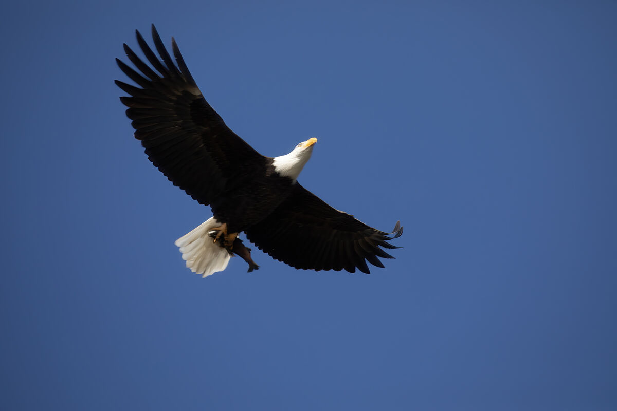 Higgins Point is where people go to shoot eagles: But since there are a ...