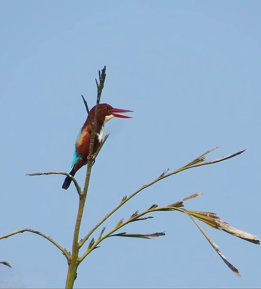 A kingfisher: It was very noisy. A small bird taken from afar.