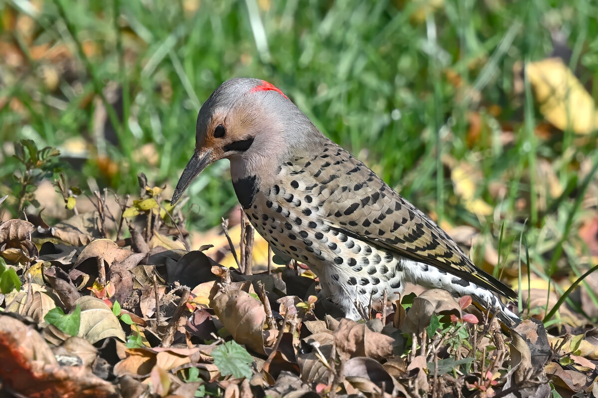 Northern flicker goes foraging: Backyard, Cary, NC. Nov. 8th, 2025. The ...