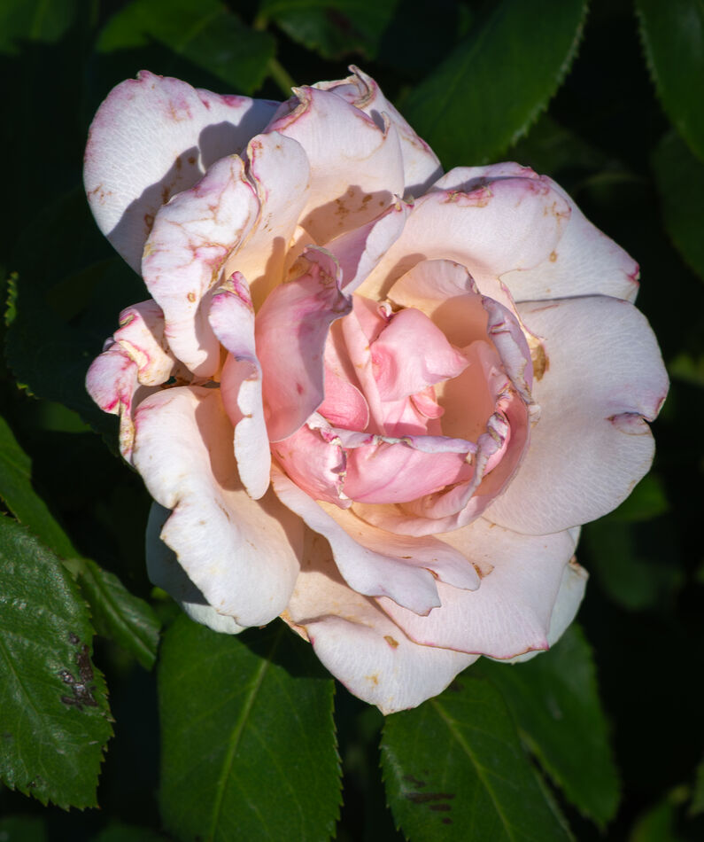 Neighbors' Flowers - 43: The summer was in full swing and the neighbors ...