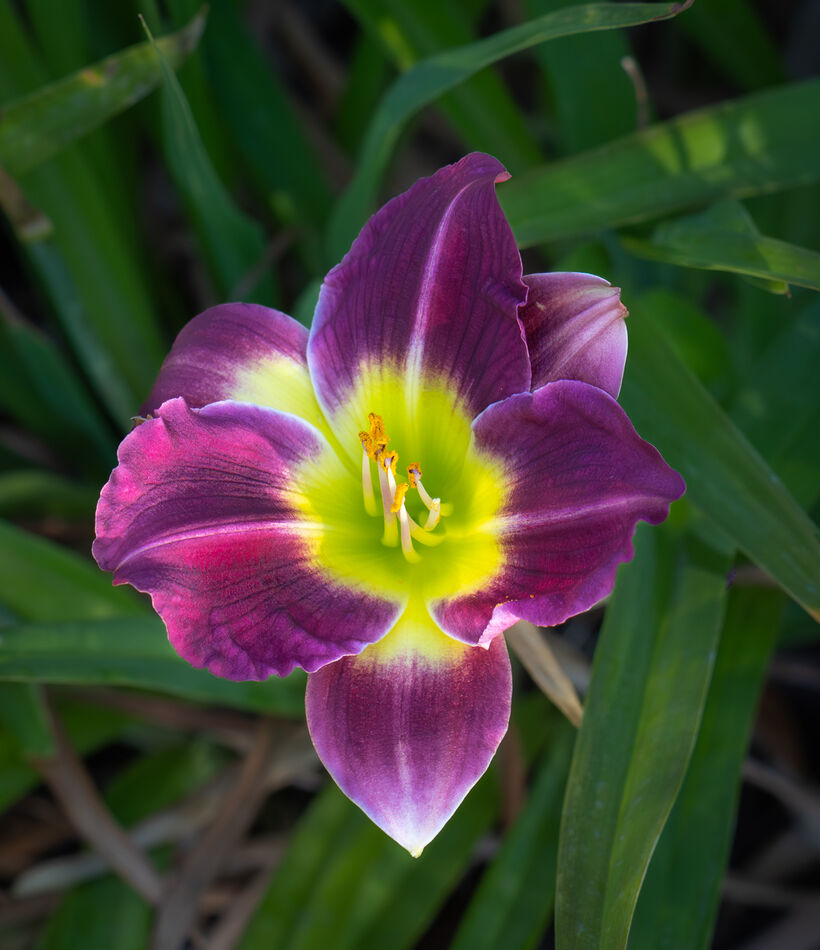 Neighbors' Flowers - 43: The summer was in full swing and the neighbors ...