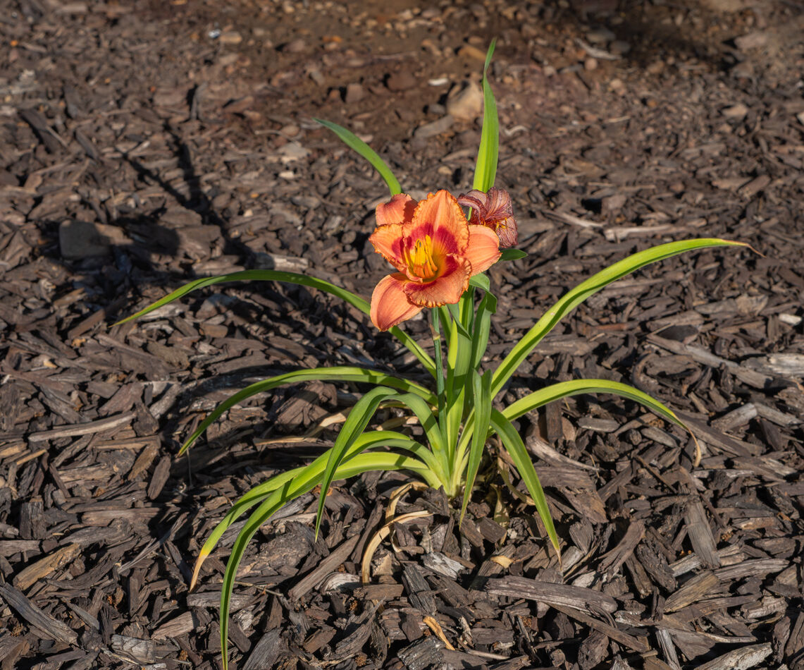 Neighbors' Flowers - 43: The summer was in full swing and the neighbors ...