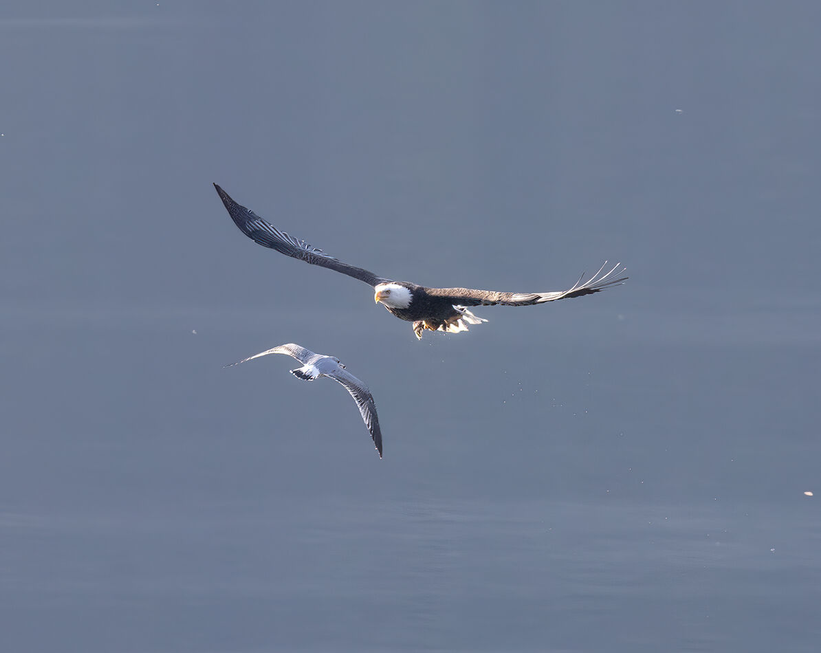 Higgins Point again: Birds this time...