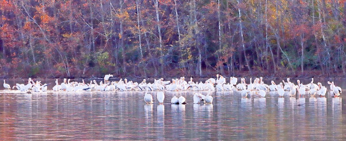 The American Pelican in TN! Went up to the creek with the hope of ...