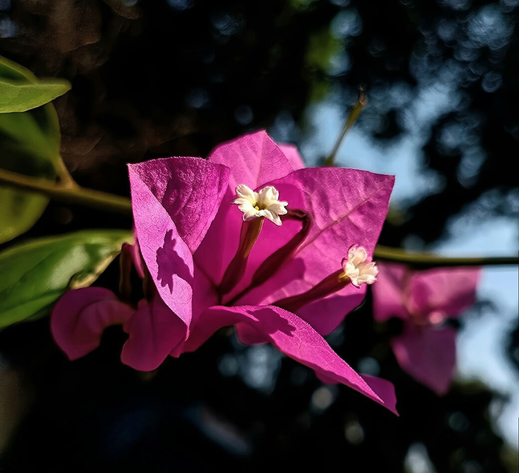 Small flowers: All these flowers are quite small. Number 1 Is very ...
