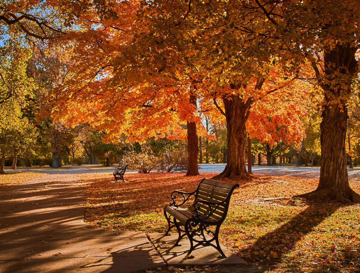 Peak Fall Display: Walked this morning in the park that's walking ...