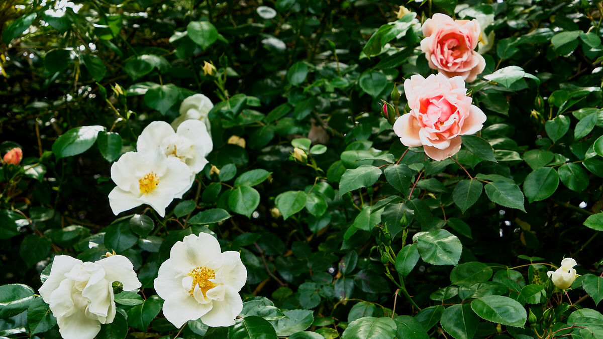 Spring Roses: Just some spring roses from my garden... Shot RAW with ...