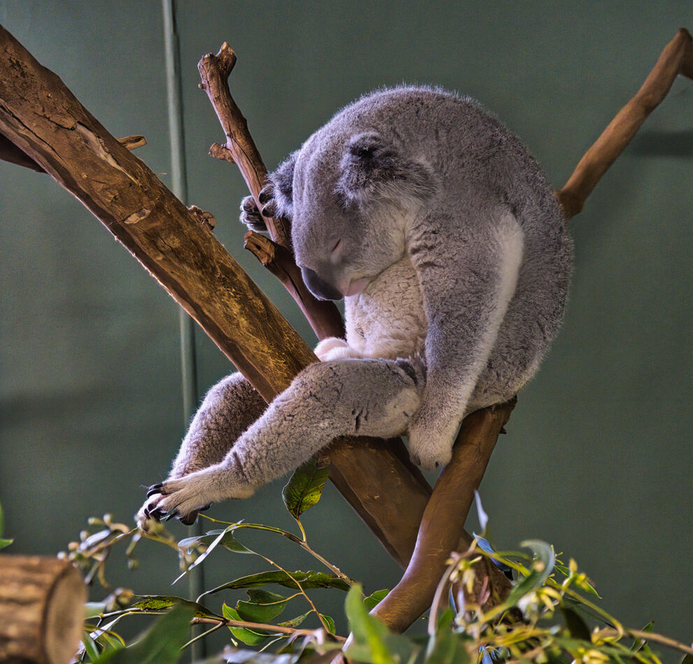 Easy Living.. When you’re a rescued Koala, life can be really tiring…😎 ...