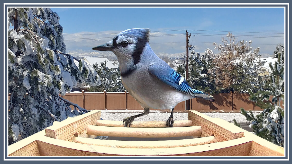 J bird: My bird feeder managed another good picture of a Blue Jay. I ...