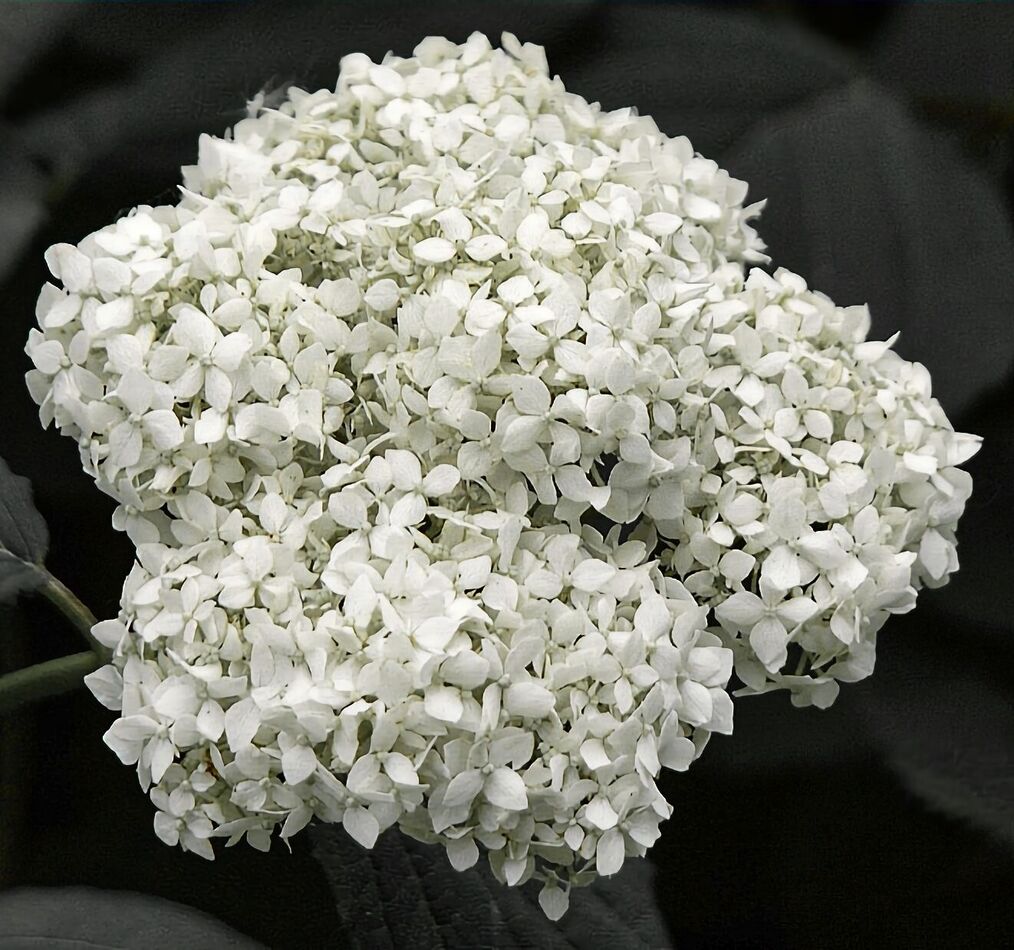 Fiddling with Flowers Against Black: Hope you enjoy!!!!