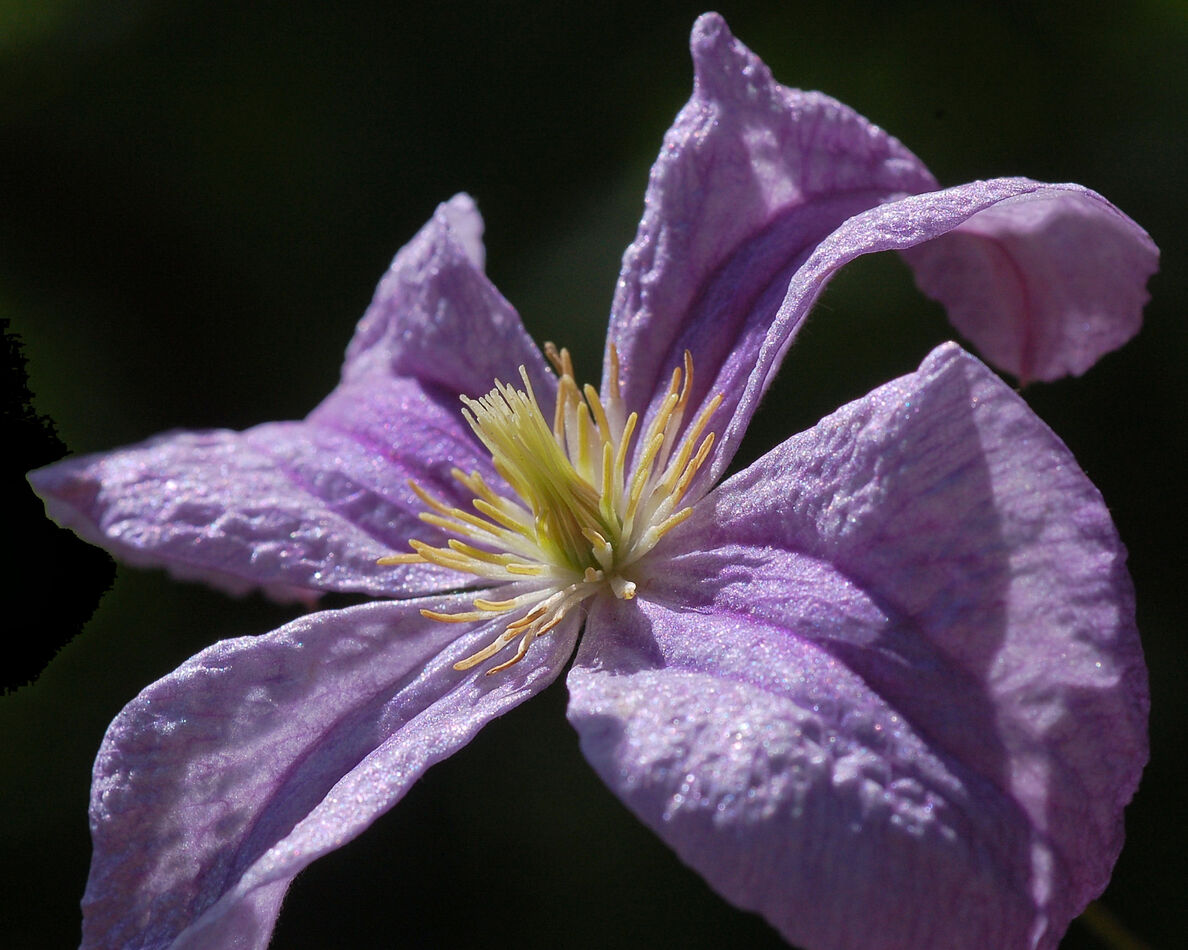 Fiddling with Flowers Against Black: Hope you enjoy!!!!