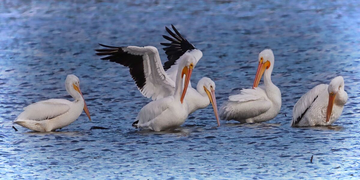 Pelicans being pelicans! Some more from my last visit. Really love the ...