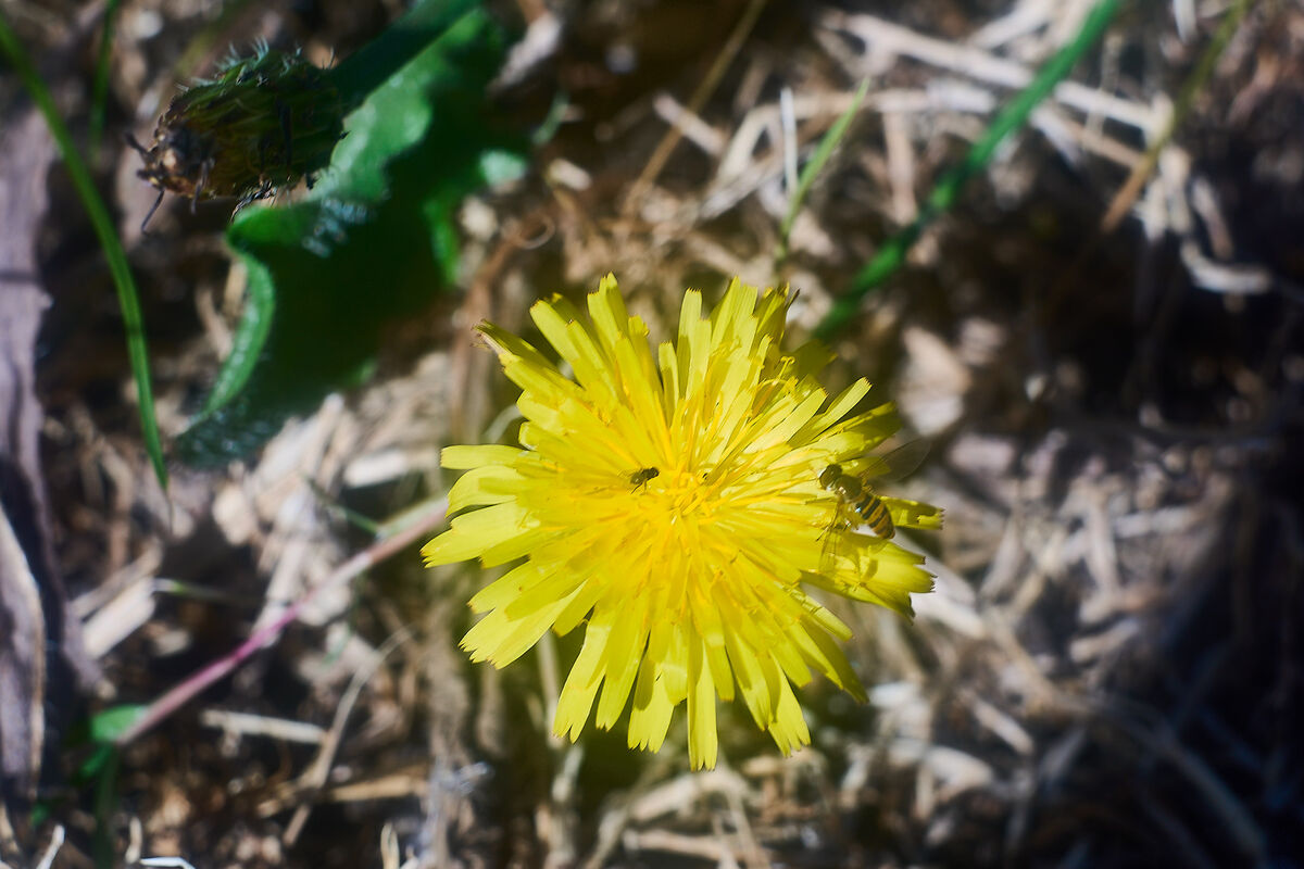 First photos shot with my new/old Helios 44-2: Bought a Soviet Helios ...