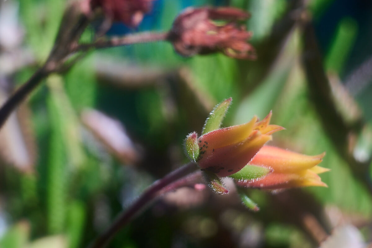 First photos shot with my new/old Helios 44-2: Bought a Soviet Helios ...
