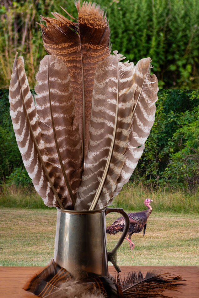 Turkey Feathers: I have collected these feathers over time. Though I ...