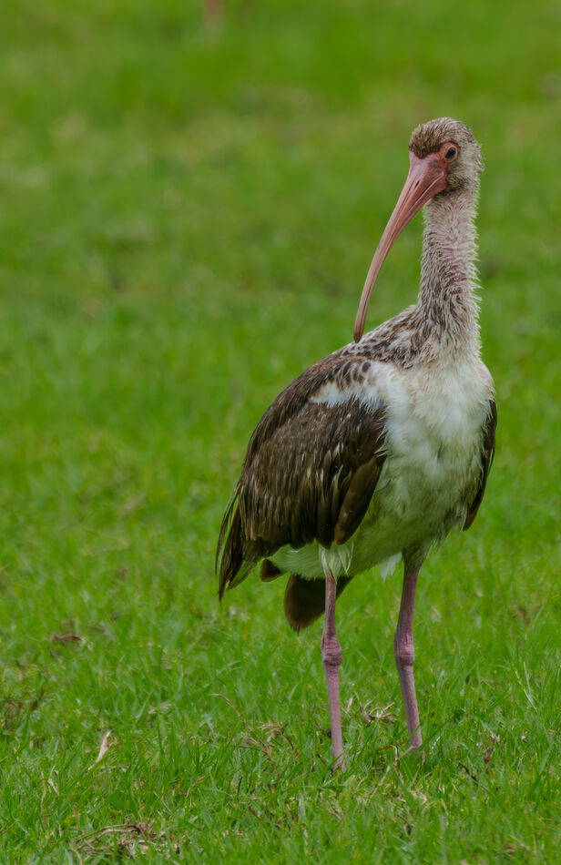Hilton Head Island birds - VI: I came across some migrating roseate ...