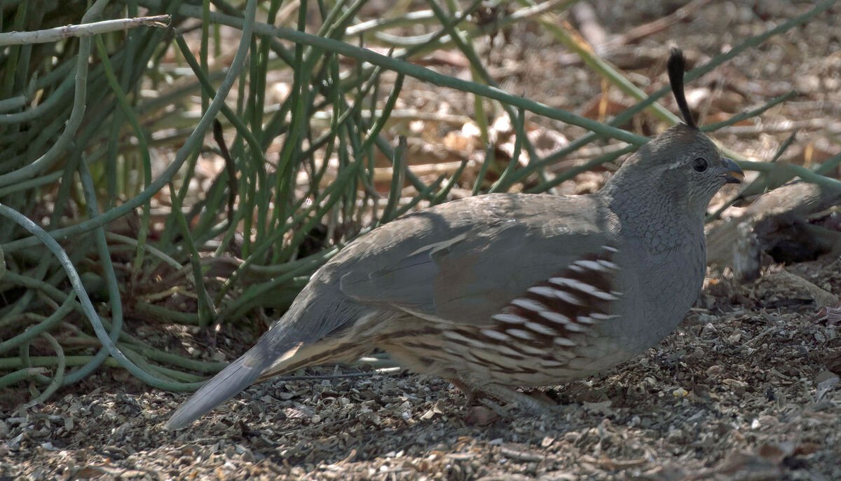 Quail: Gambel's Quail are quite cute and fun to watch. Yesterday I sat ...