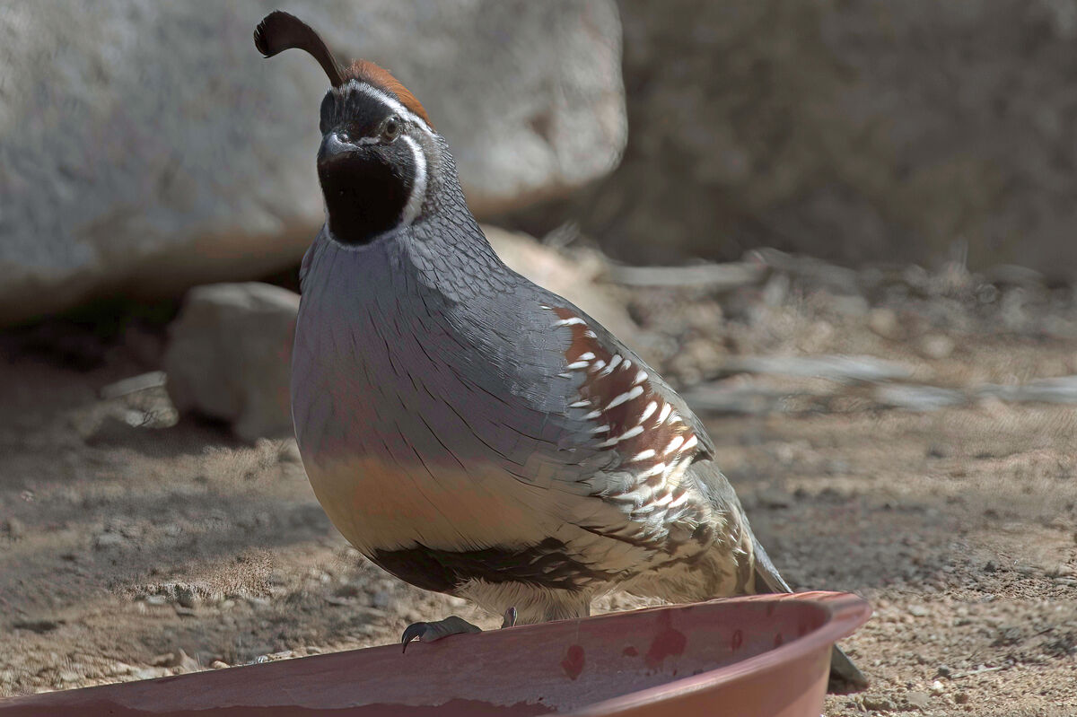 Quail: Gambel's Quail are quite cute and fun to watch. Yesterday I sat ...