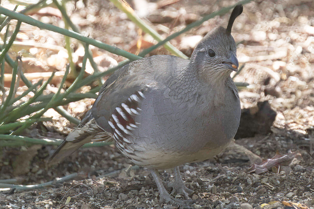 Quail: Gambel's Quail are quite cute and fun to watch. Yesterday I sat ...