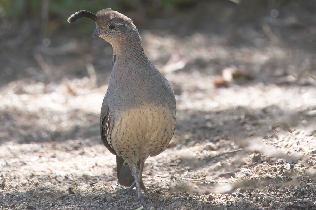 Quail: Gambel's Quail are quite cute and fun to watch. Yesterday I sat ...