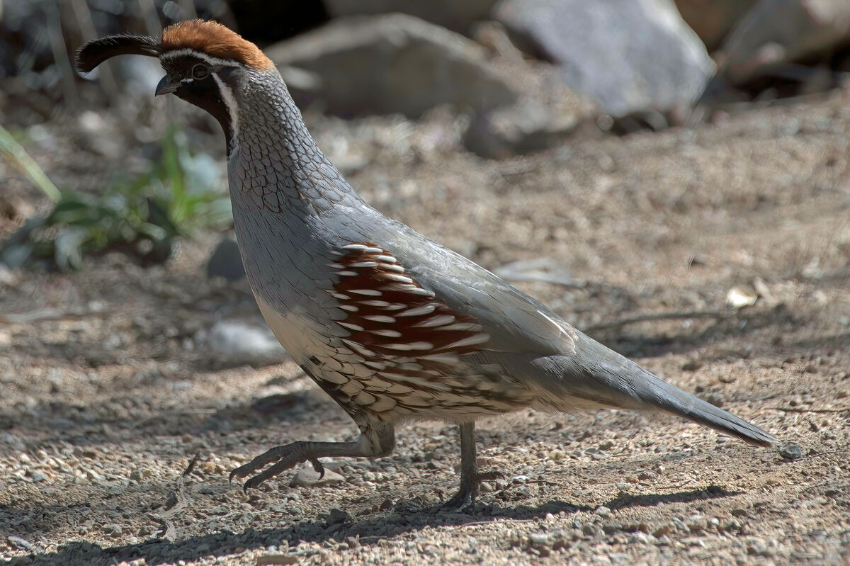 Quail: Gambel's Quail are quite cute and fun to watch. Yesterday I sat ...