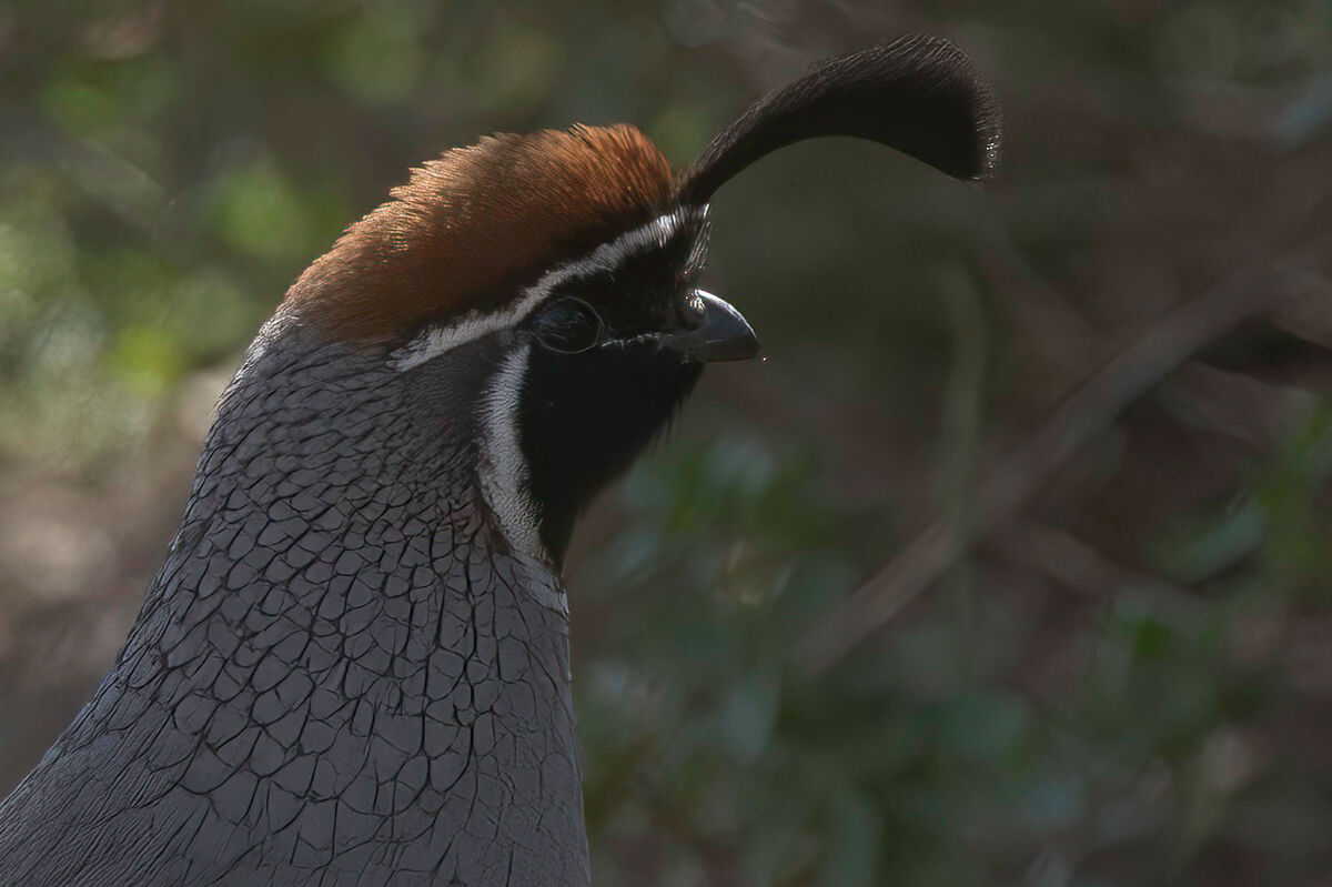 Quail: Gambel's Quail are quite cute and fun to watch. Yesterday I sat ...