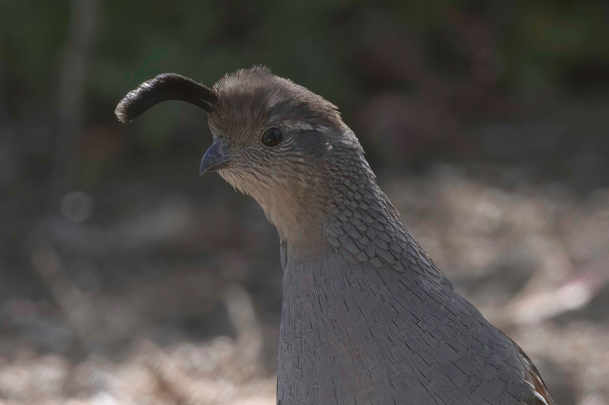 Quail: Gambel's Quail are quite cute and fun to watch. Yesterday I sat ...