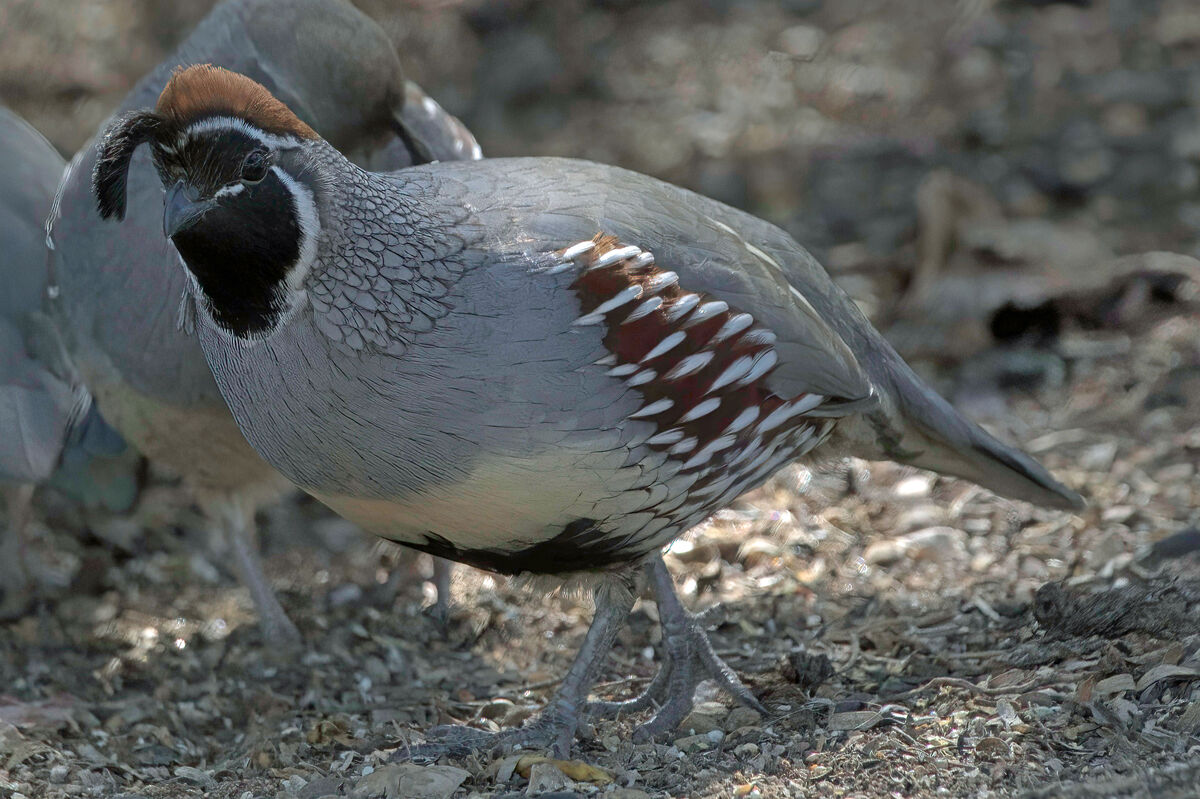 Quail: Gambel's Quail are quite cute and fun to watch. Yesterday I sat ...