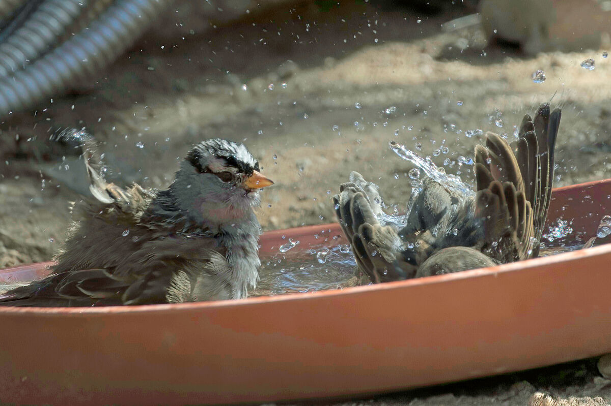 a few birds taking a bath: these White-crown Sparrows and Song Sparrow ...