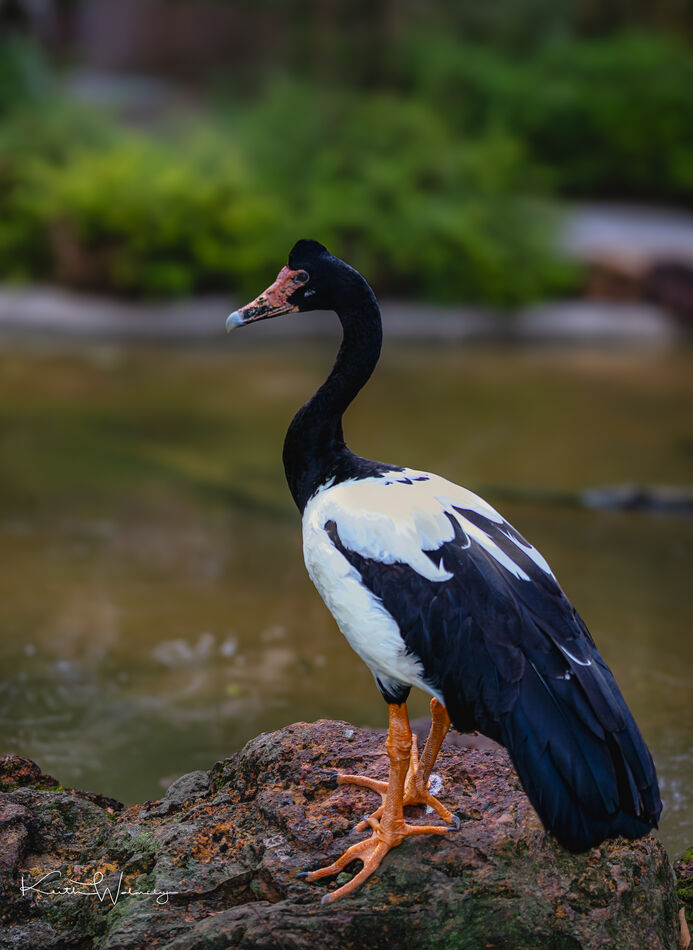 Magpie Goose: A good looking magpie goose.