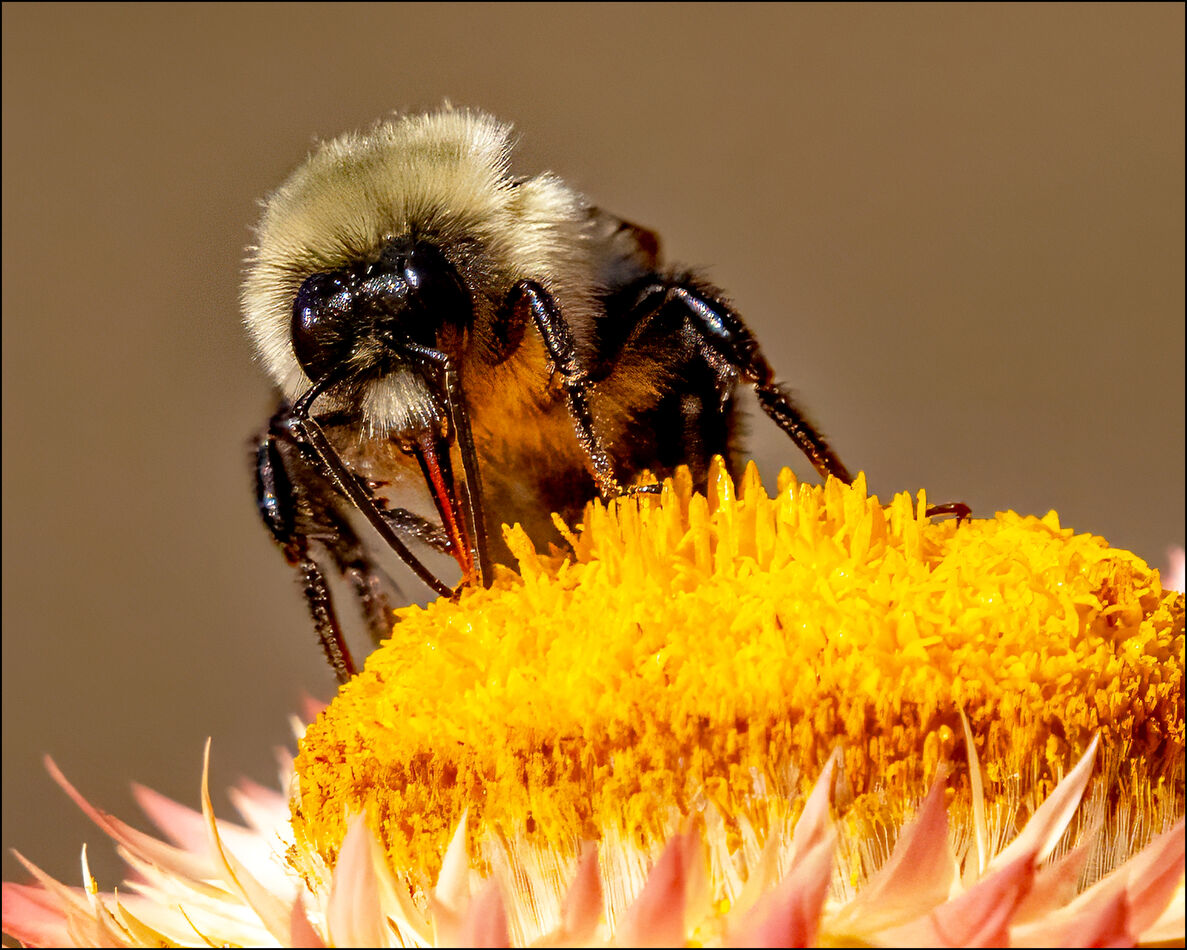 Bees and other flyers: Some recent photos.