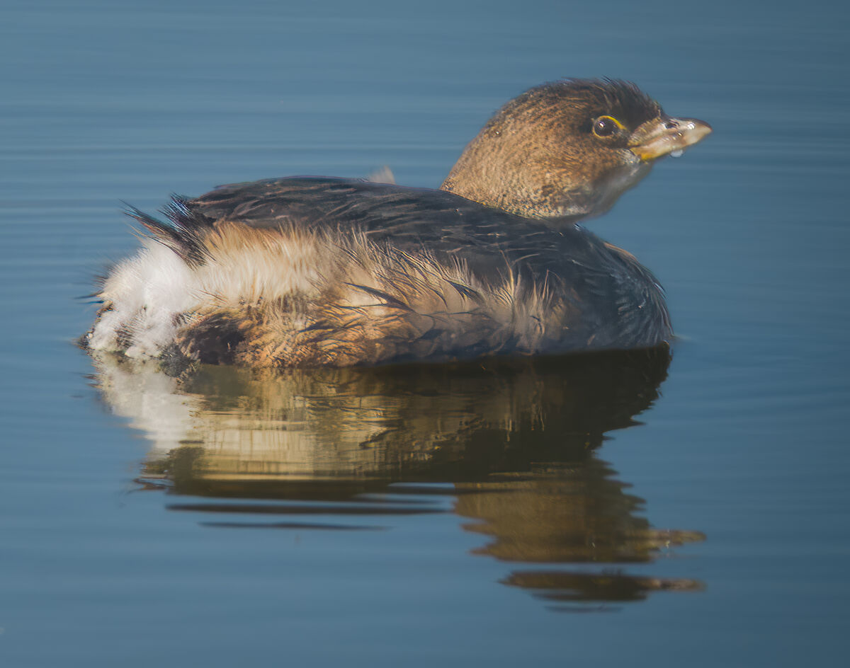 Farmington Bay Wildfowl birds -I: After my last visit to the large bird ...