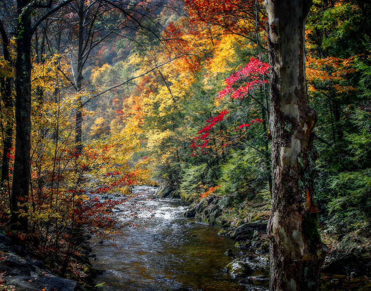Autumn Glow: I posted the original of this image last week of my photo ...