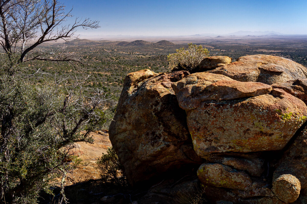 Trees with a past: Burro Mountains, NM #1: A month or so back I posted ...