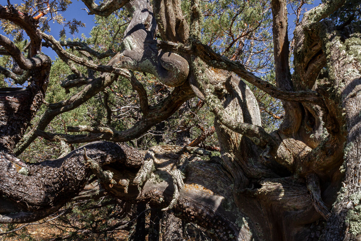 Trees with a past: Burro Mountains, NM #1: A month or so back I posted ...