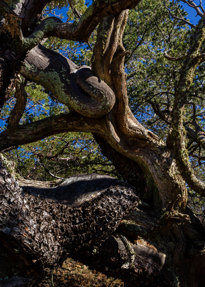 Trees with a past: Burro Mountains, NM #1: A month or so back I posted ...