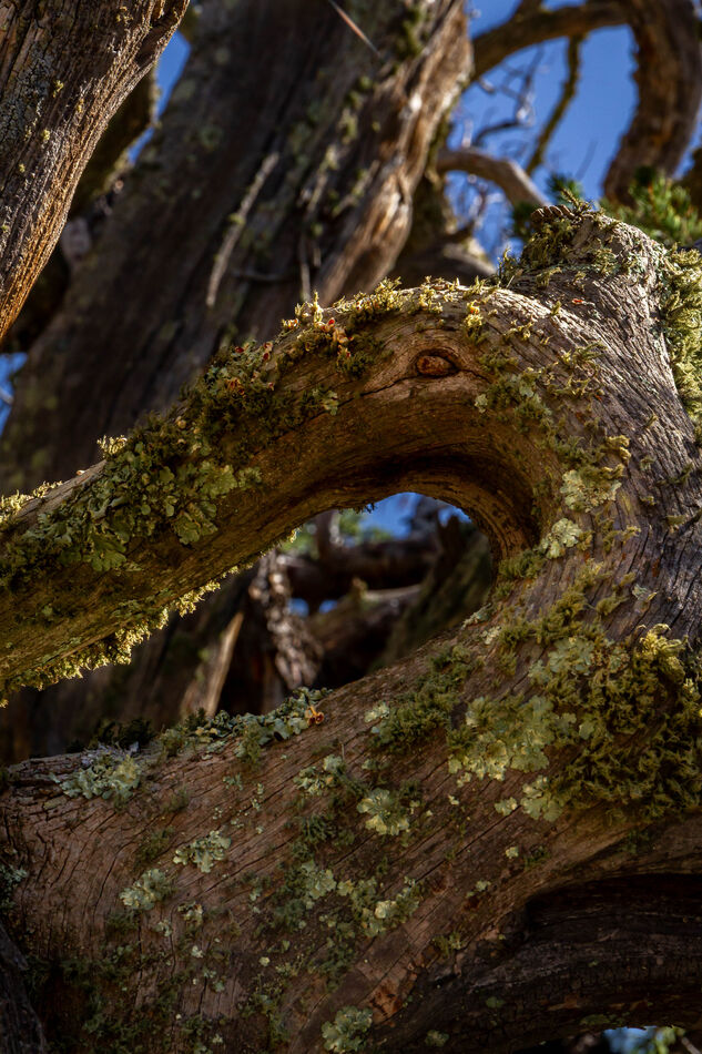 Trees with a past: Burro Mountains, NM #1: A month or so back I posted ...