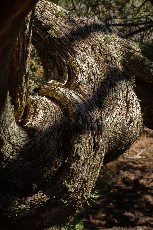 Trees with a past: Burro Mountains, NM #1: A month or so back I posted ...