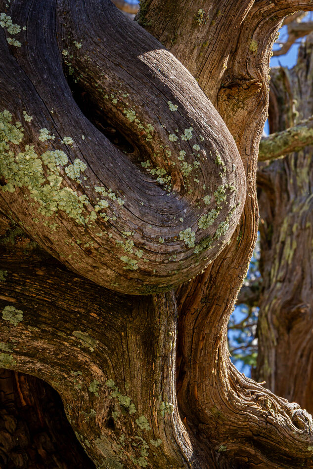 Trees with a past: Burro Mountains, NM #1: A month or so back I posted ...