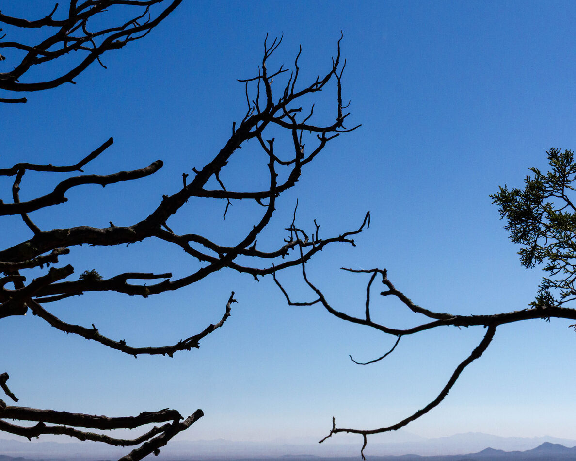 Trees with a past: Burro Mountains, NM #1: A month or so back I posted ...
