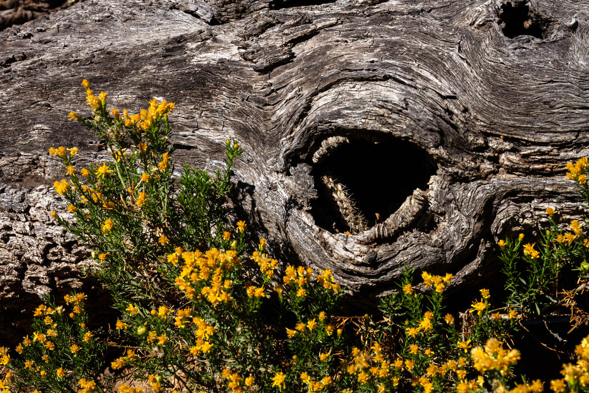 Trees with a past: Burro Mountains, NM #1: A month or so back I posted ...
