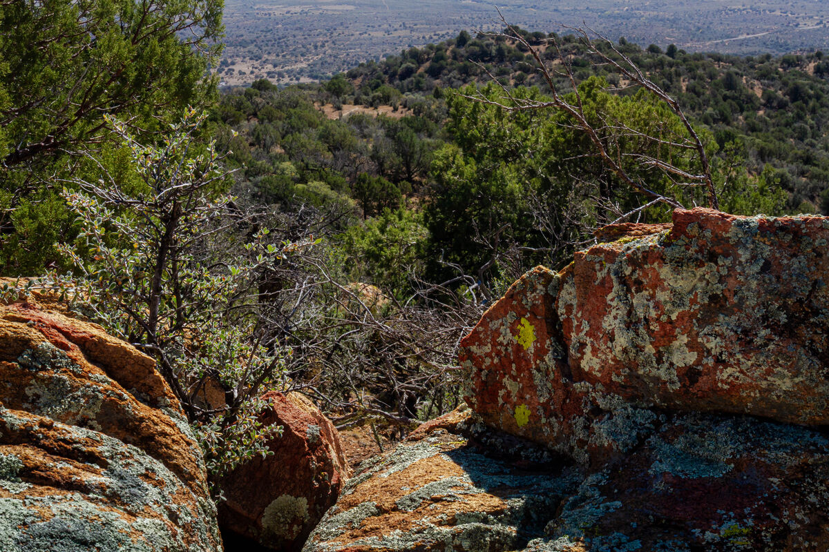 Trees with a past: Burro Mountains, NM #2: Since I forgot to mention it ...