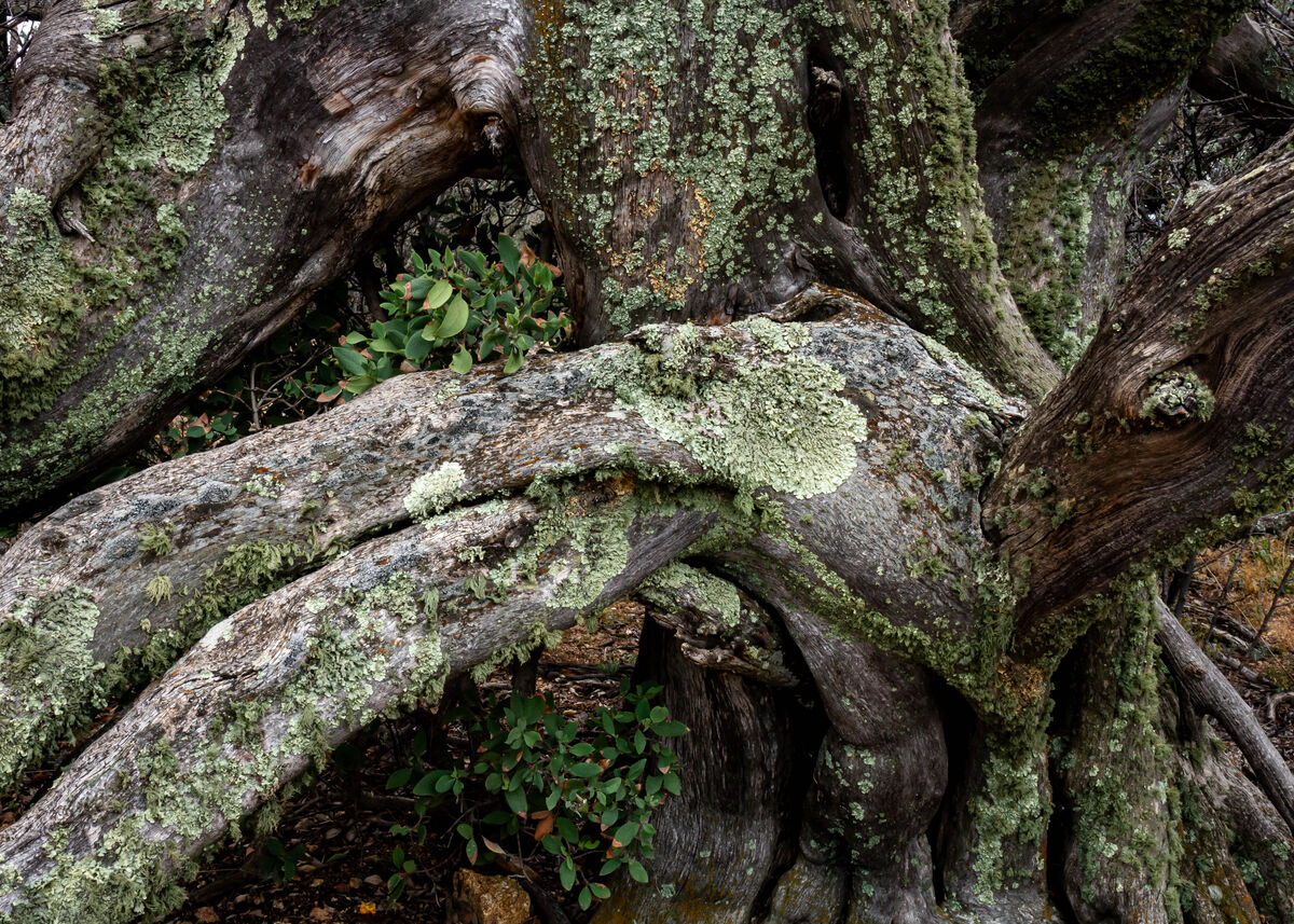 Trees with a past: Burro Mountains, NM #2: Since I forgot to mention it ...